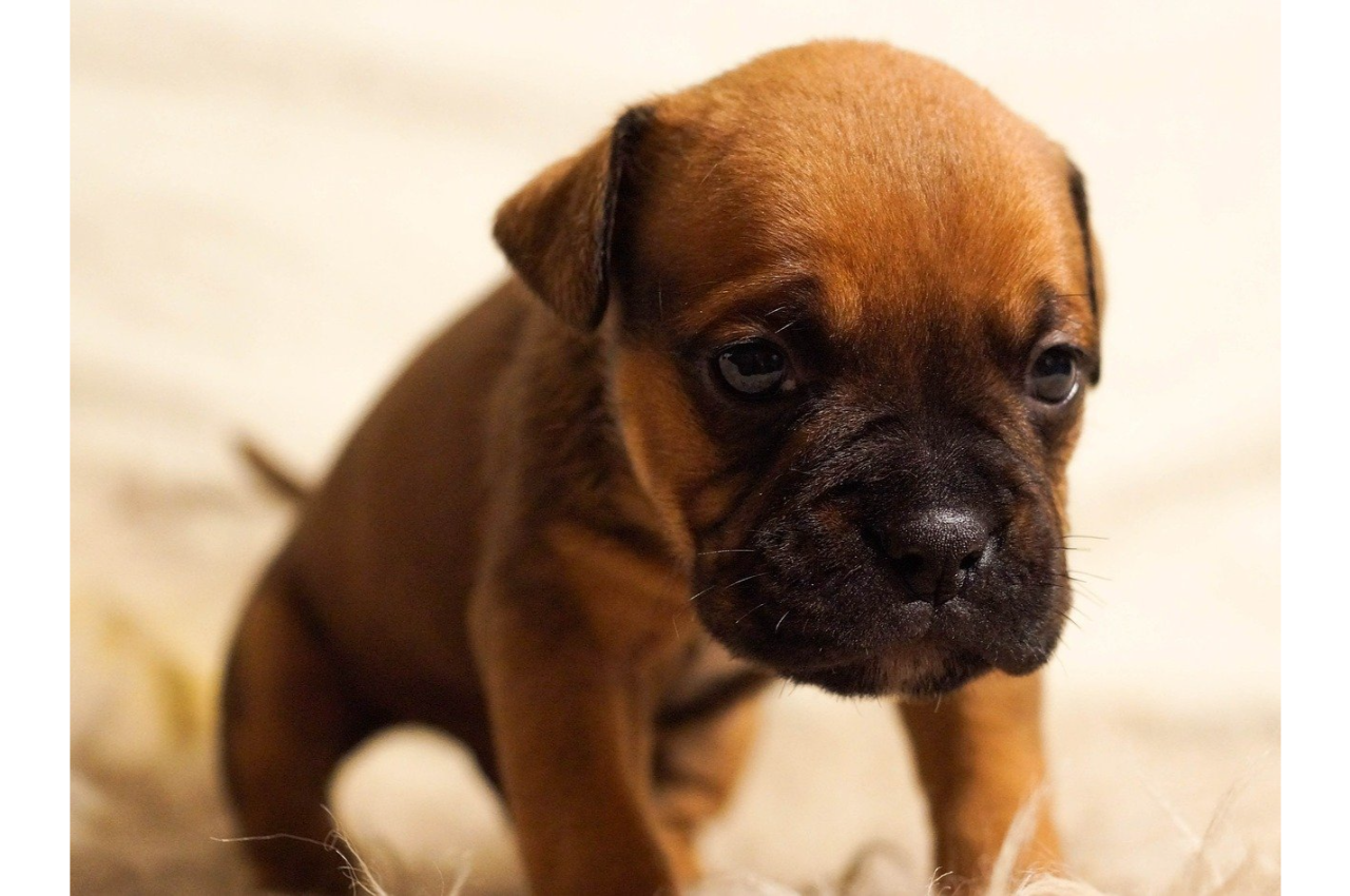 Your Pet Is in Danger from These Common Pet Toxins | Hockessin Animal ...