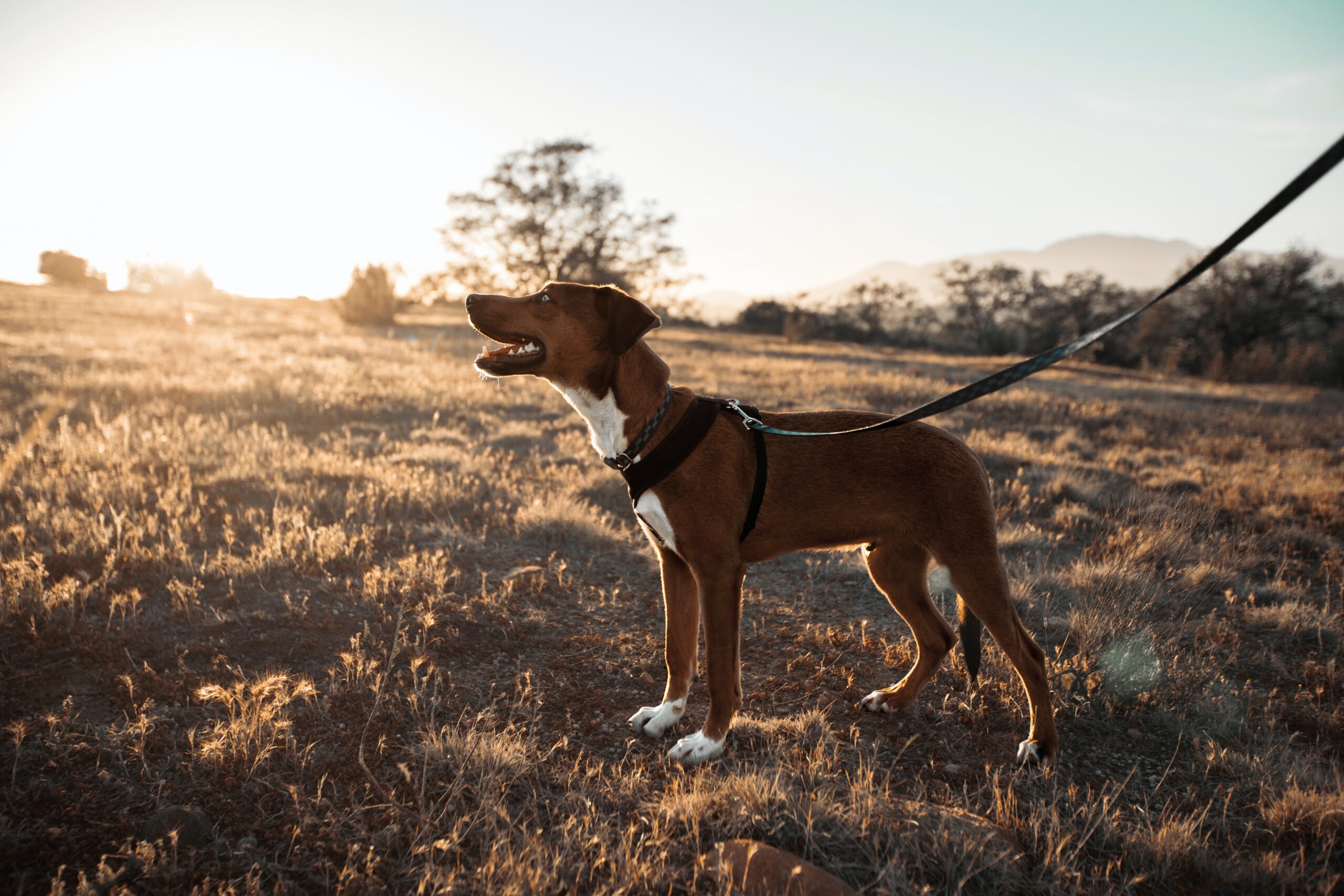 Guidelines for Avoiding Dog Bites | Hockessin Animal Hospital