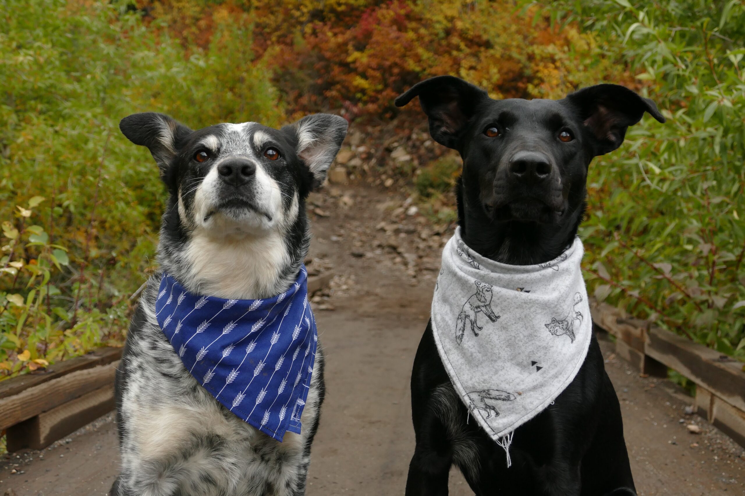 Paws and Paths: A Dog Owner's Guide to Hiking Bliss
